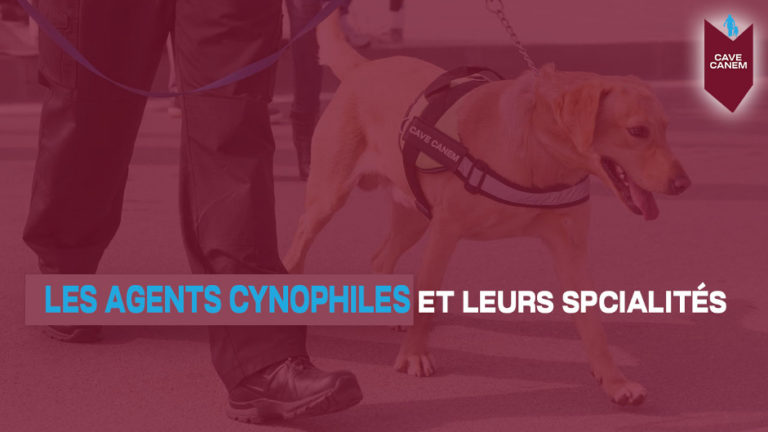 Les agents de sécurité Cynophile et leur spécialité – CAVECANEM